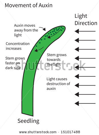 Power of Movements in plants